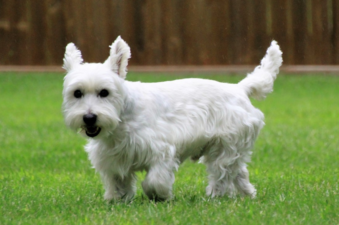 Westie | mdorandotcom