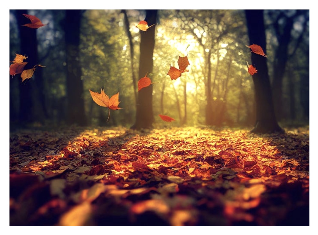 Falling Leaves | mdorandotcom